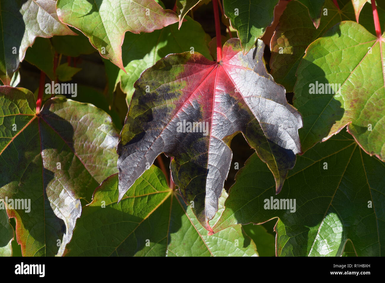 black and green and red colored ivy leaves macro shot, autumn ...