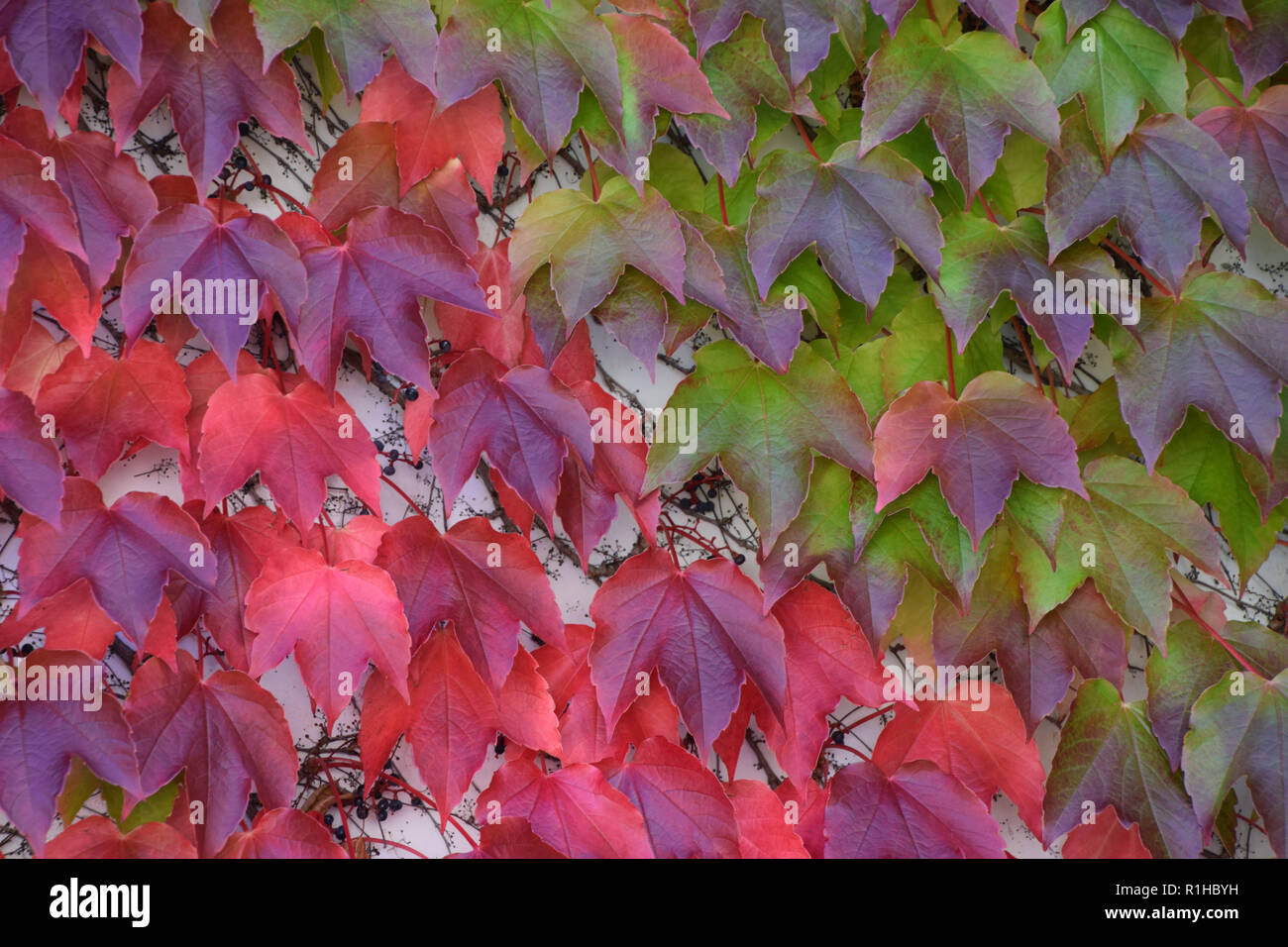 colorful ivy leaves in october close-up view, autumn multicolored ...