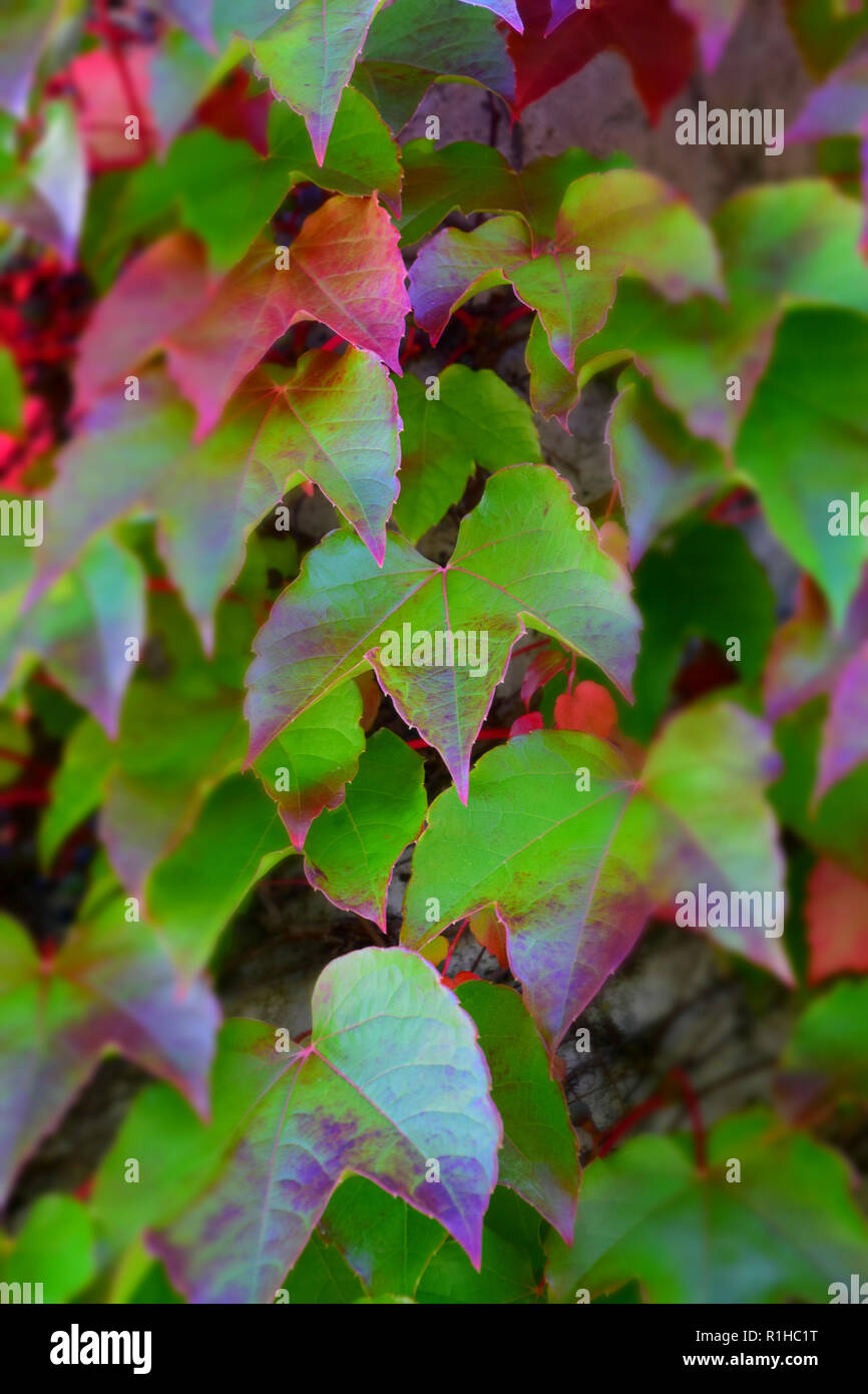 common ivy unusually colored with focus in the middle , autumn ...