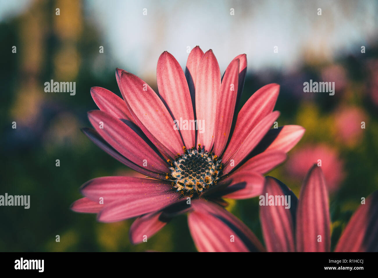 Pink osteospermum ecklonis flower at sunset Stock Photo - Alamy