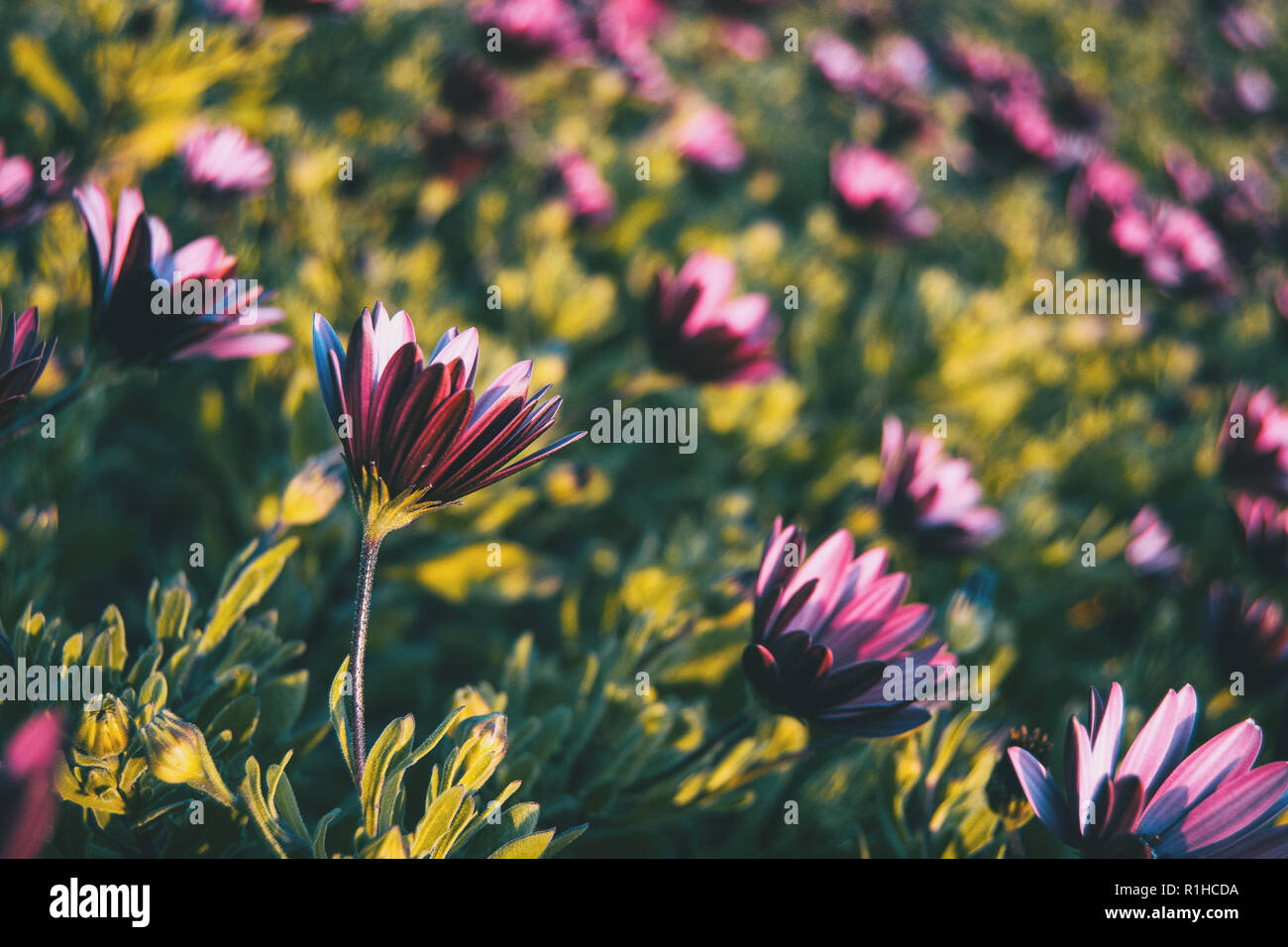 Pink osteospermum ecklonis flower at sunset Stock Photo - Alamy