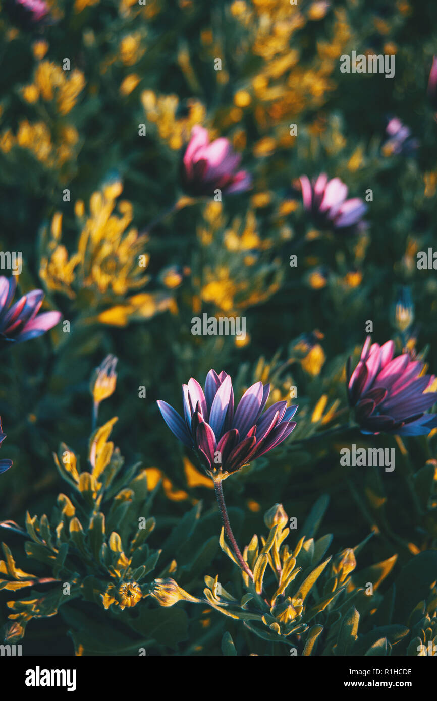 Pink osteospermum ecklonis flower at sunset Stock Photo - Alamy
