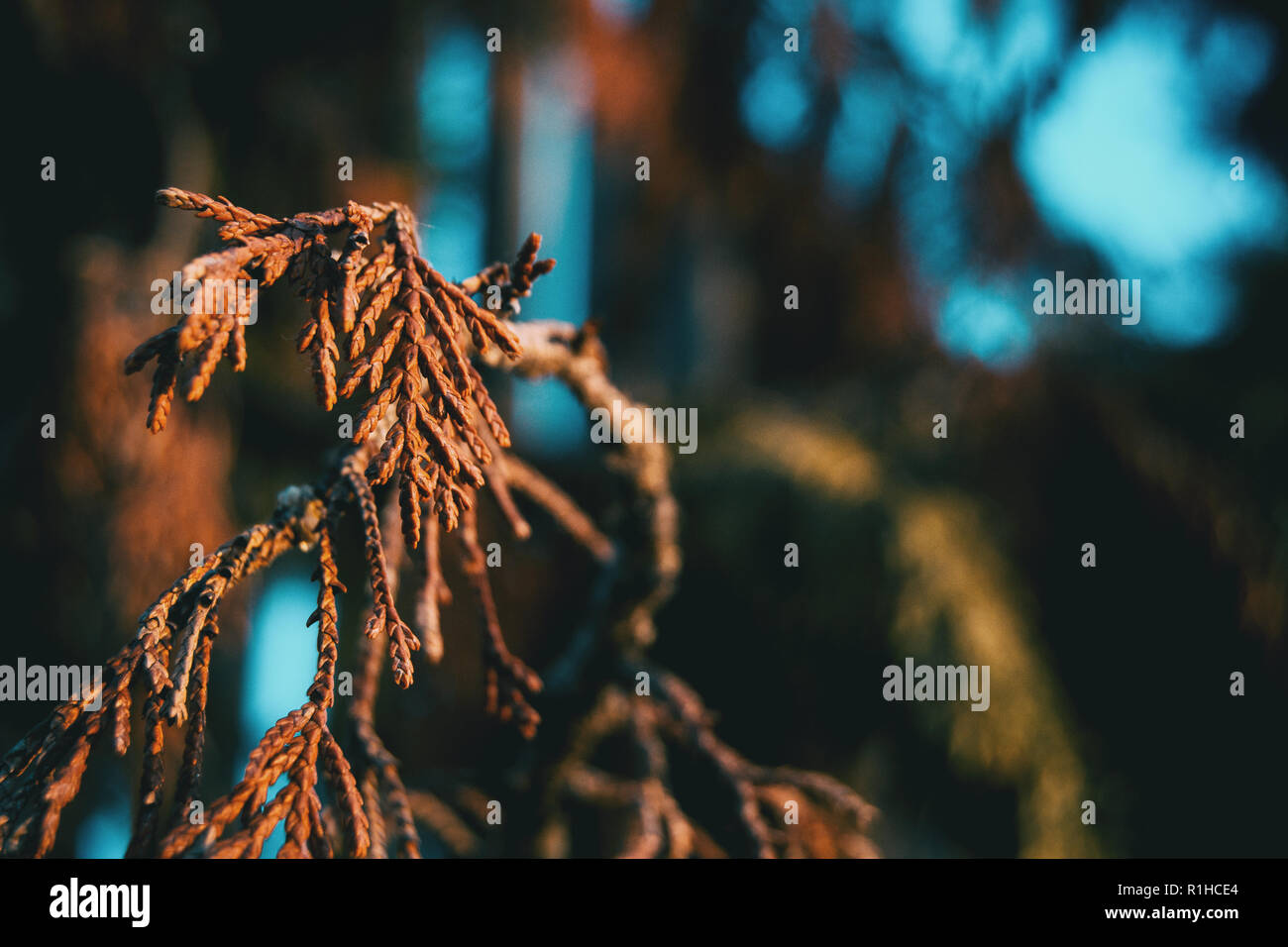 Orange leaves of cypress with a disease Stock Photo - Alamy