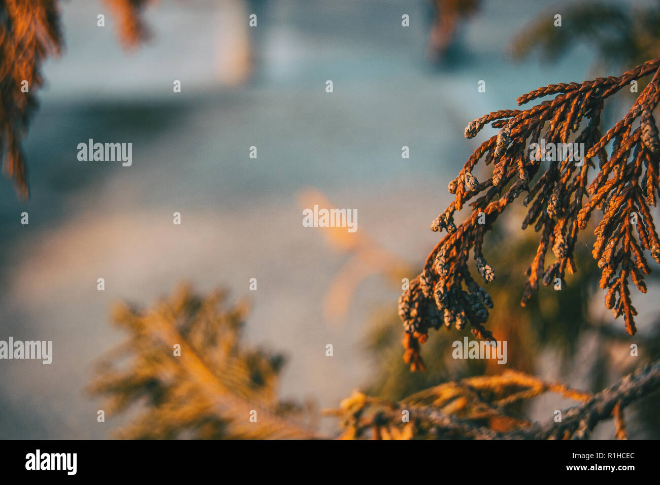 Orange leaves of cypress with a disease Stock Photo - Alamy