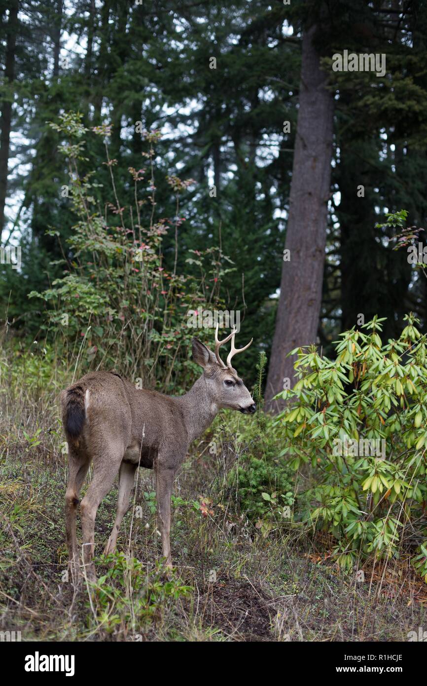 A buck standing in a forest near Eugene, Oregon, USA Stock Photo - Alamy