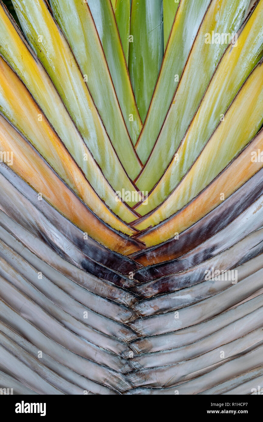 Paddle plant texture hi-res stock photography and images - Alamy