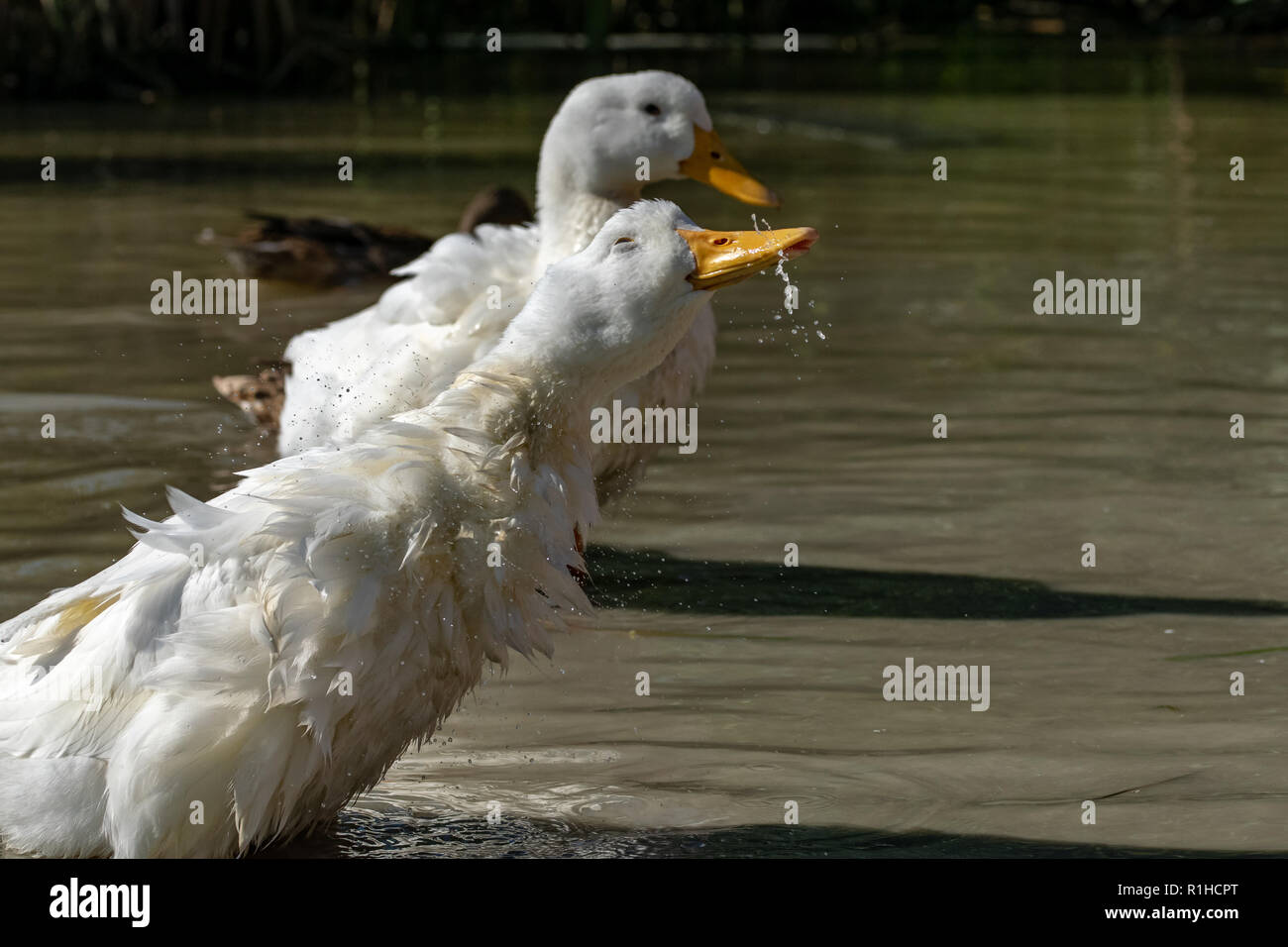 Heavy white Aylesbury or Pekin ducks shaking water from feathers Stock ...