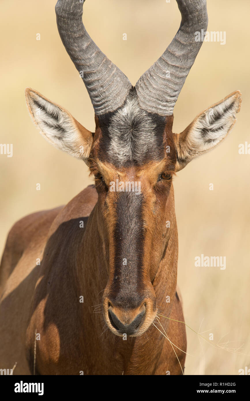 Antelope eye hi-res stock photography and images - Alamy