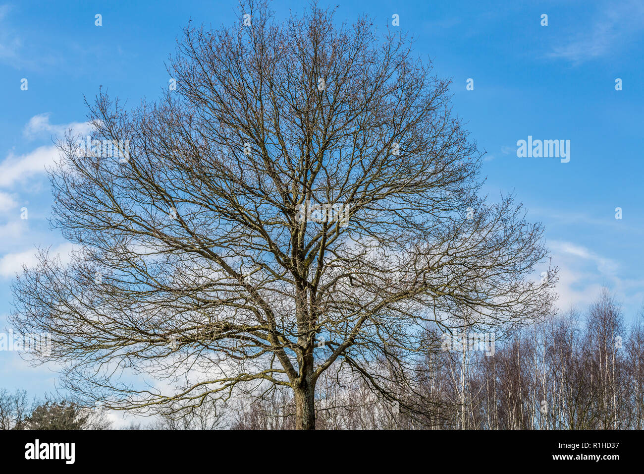 beautiful image of a tree without leaves with a splendid blue sky and ...
