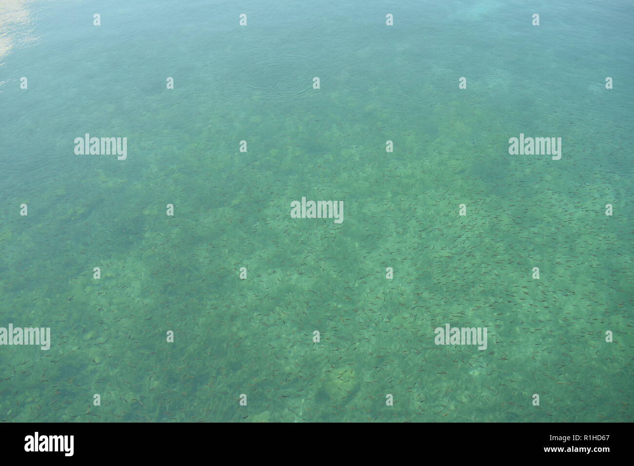 Multiple fish hi-res stock photography and images - Alamy