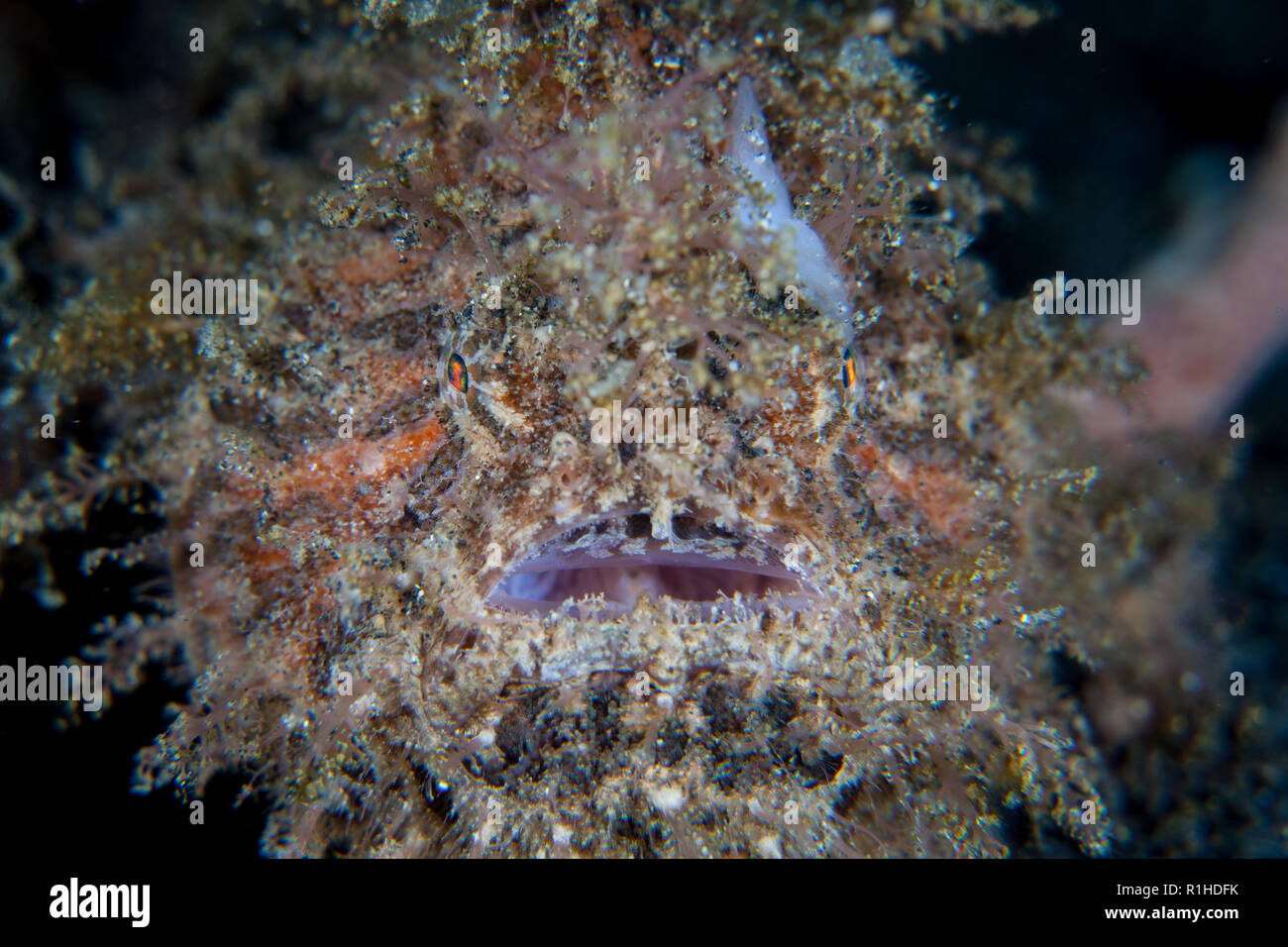 A Striated frogfish, Antennarius striatus, uses its incredible ...