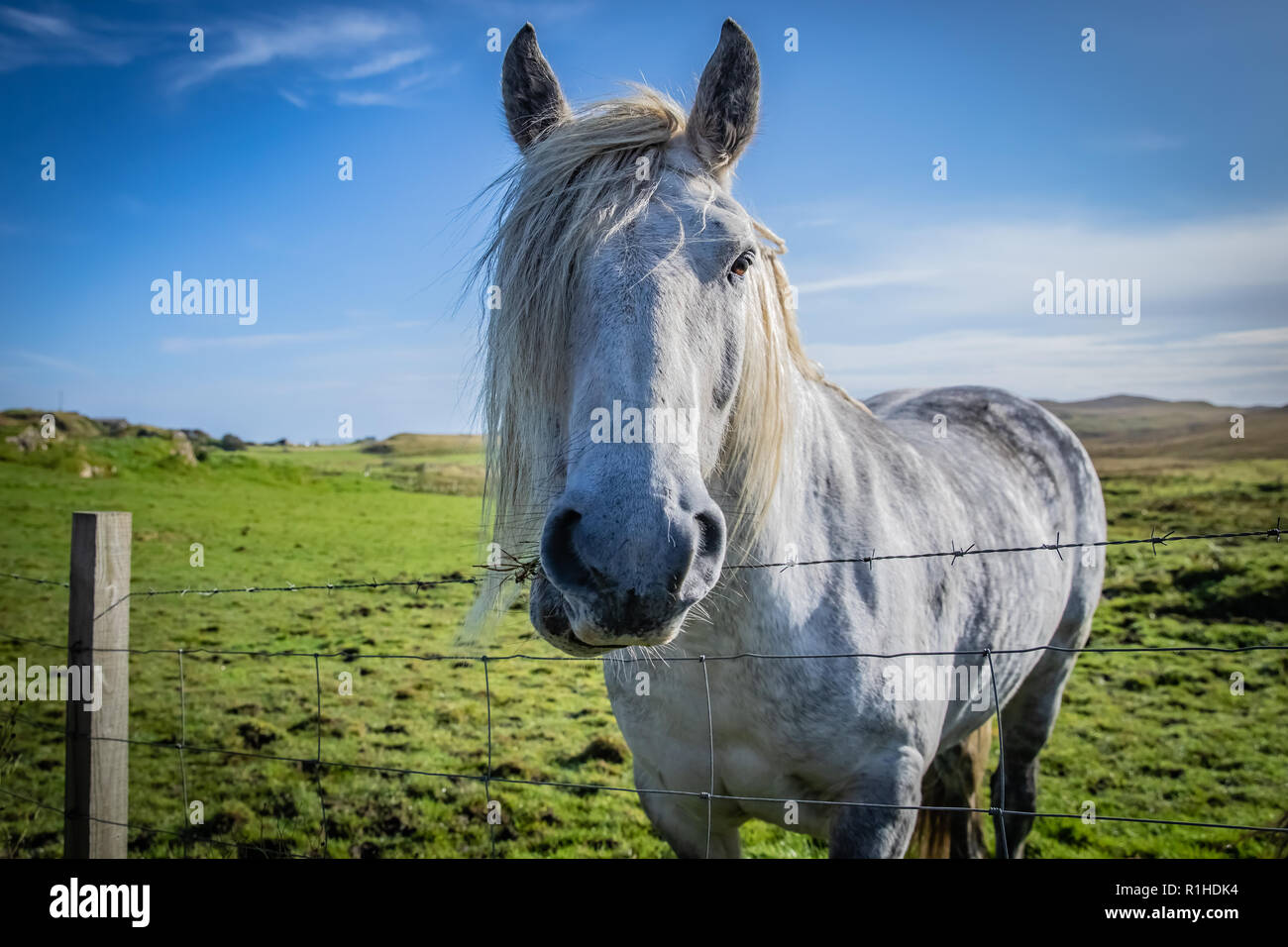 Highland horse at Scotland, Shetland Islands, United Kingdom Stock ...