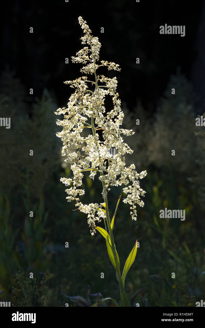 Corn lily, Wallowa - Whitman National Forest, Oregon Stock Photo - Alamy