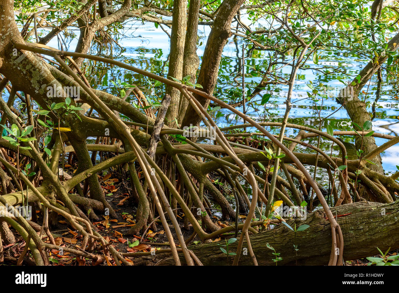 Natural and preserved mangrove vegetation on the edge of a lagoon in ...