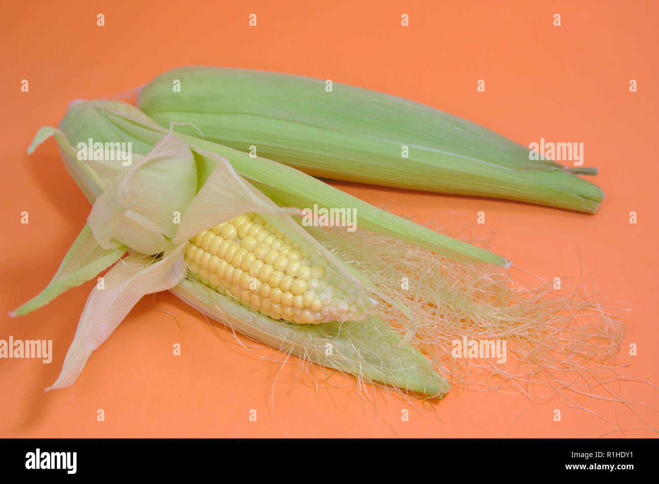 Two ears of corn, one with the beans in sight and the other still ...