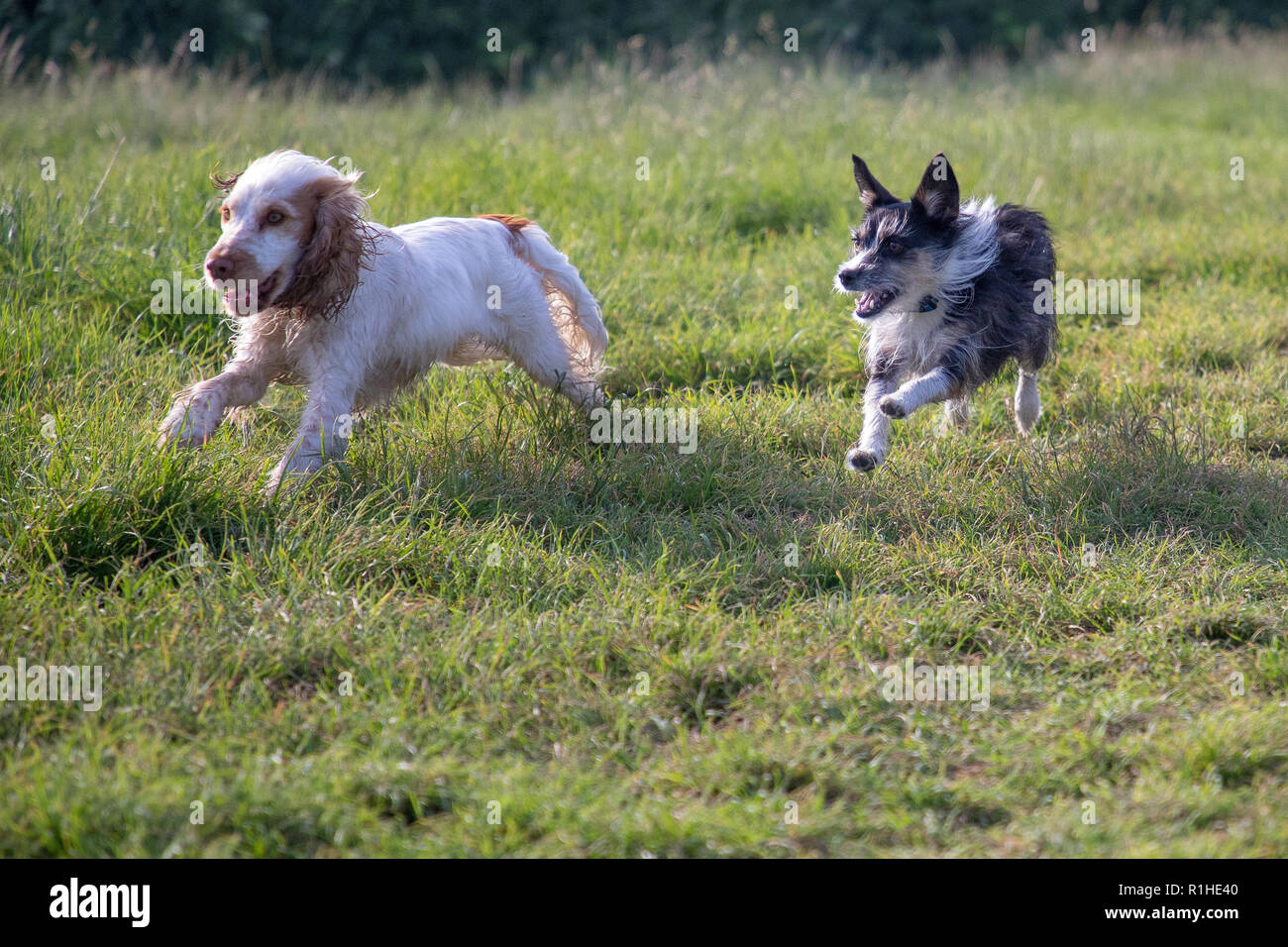 Fied spaniel hi-res stock photography and images - Alamy