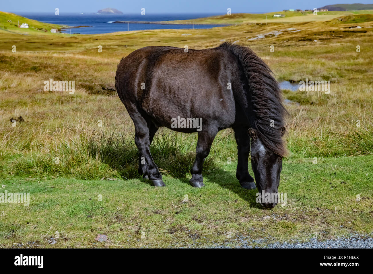 Shetland pony at Scotland, Shetland Islands, United Kingdom Stock Photo ...