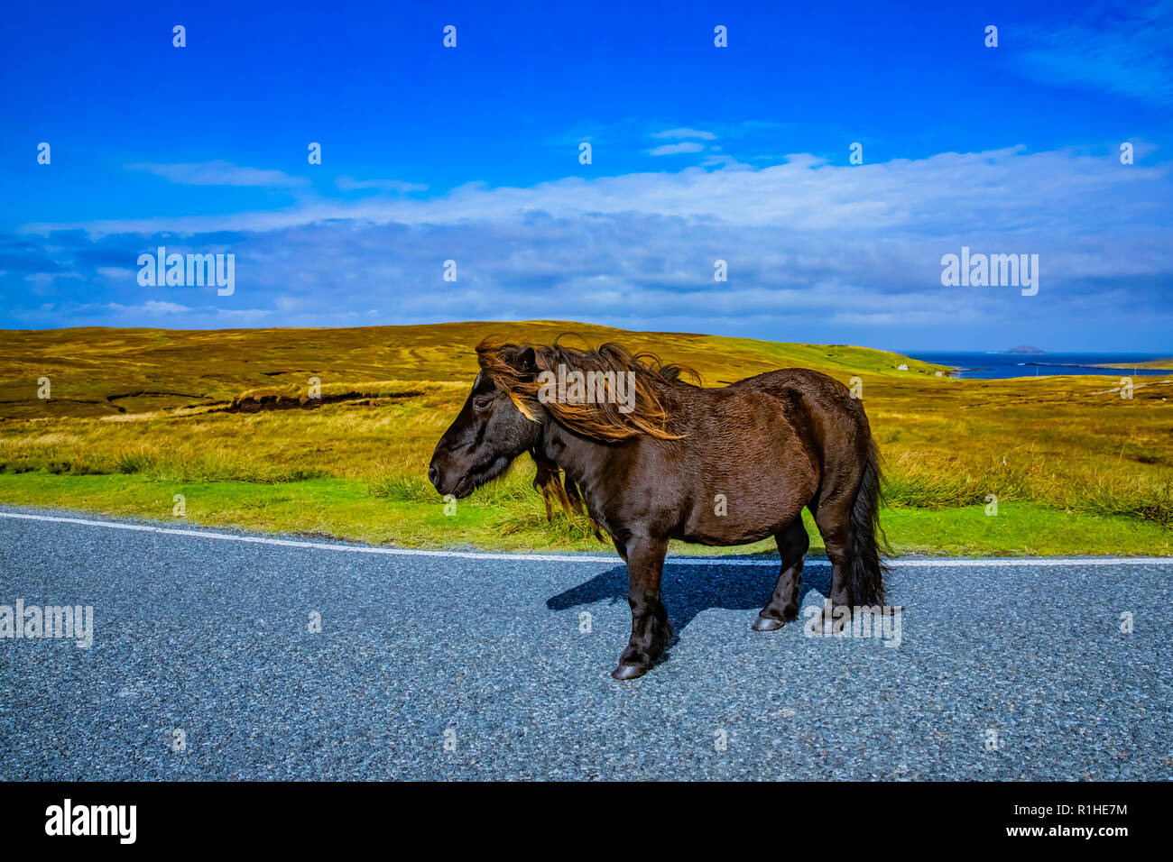 Shetland pony at Scotland, Shetland Islands, United Kingdom Stock Photo ...
