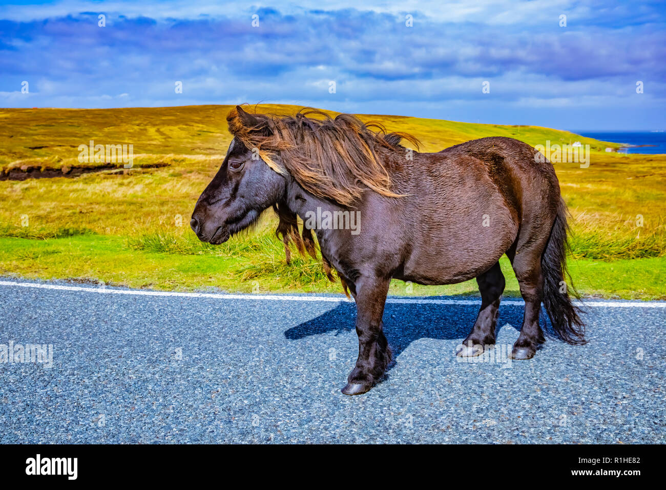 Shetland pony at Scotland, Shetland Islands, United Kingdom Stock Photo ...
