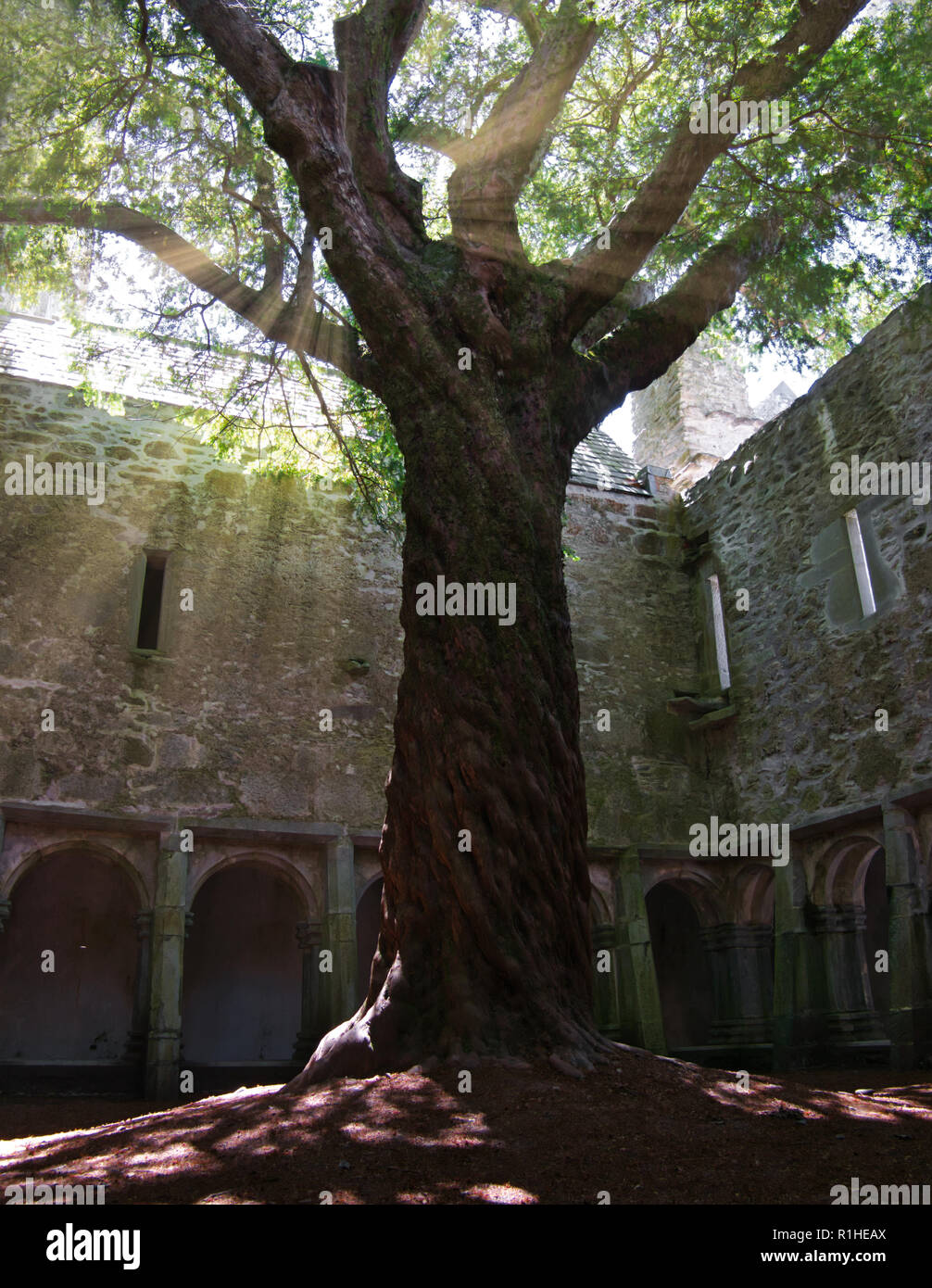 Muckross abbey tree hi-res stock photography and images - Alamy