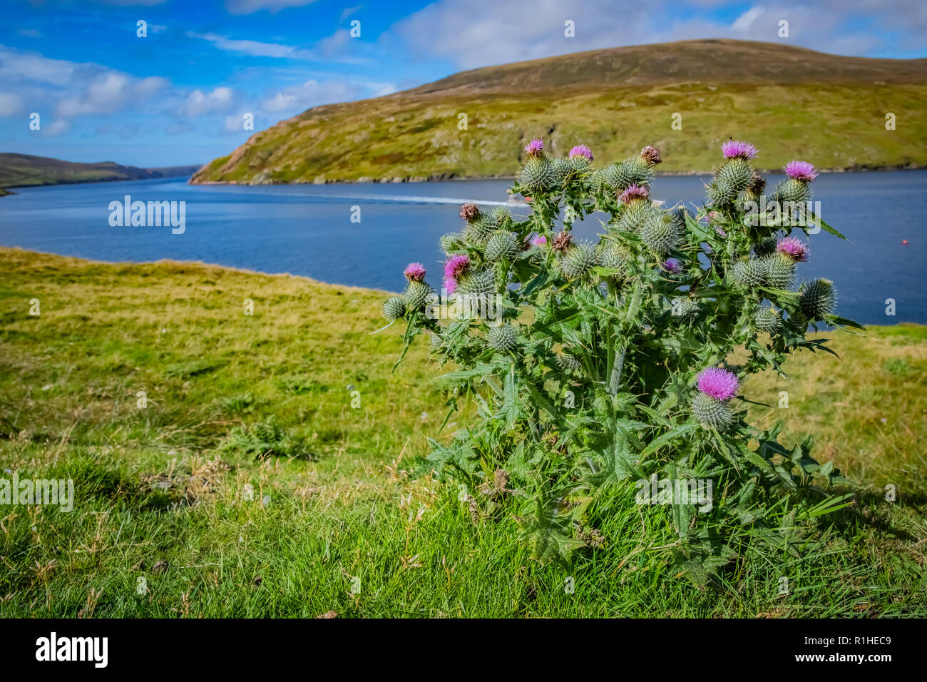 Scottish thistles hi-res stock photography and images - Alamy