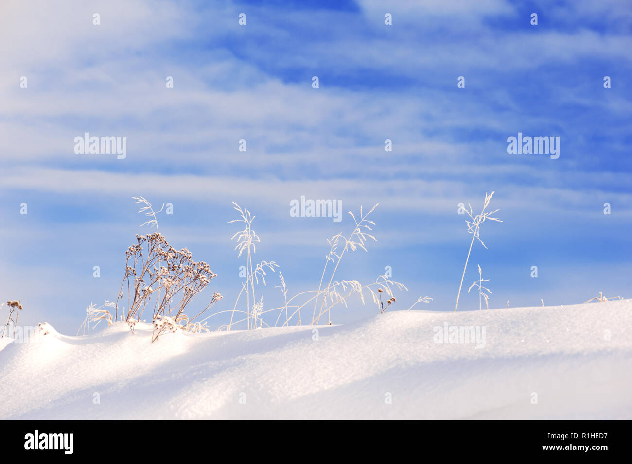 Dead dried grass covered hi-res stock photography and images - Alamy