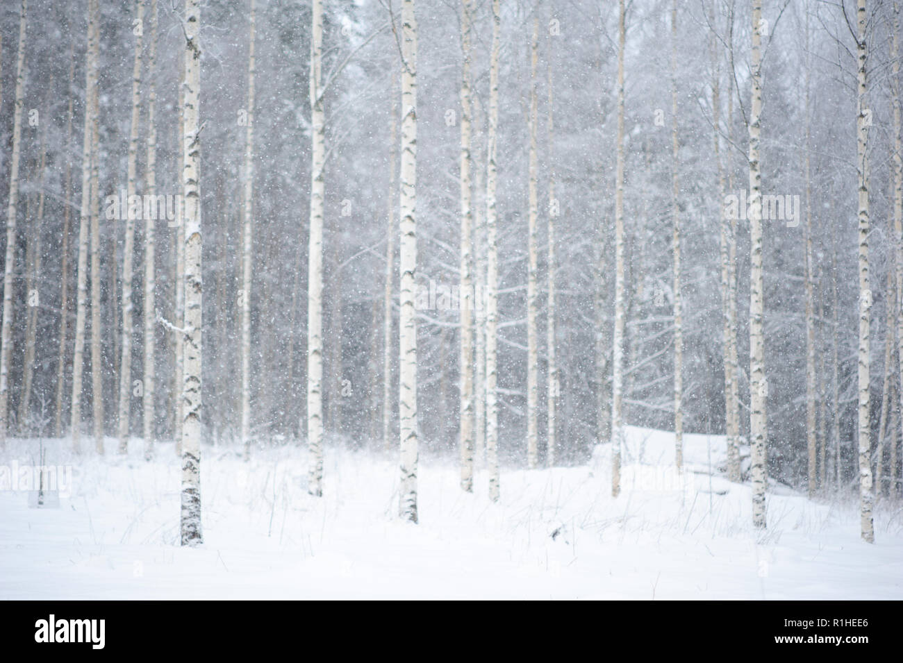 Snowfall in woodland hi-res stock photography and images - Alamy