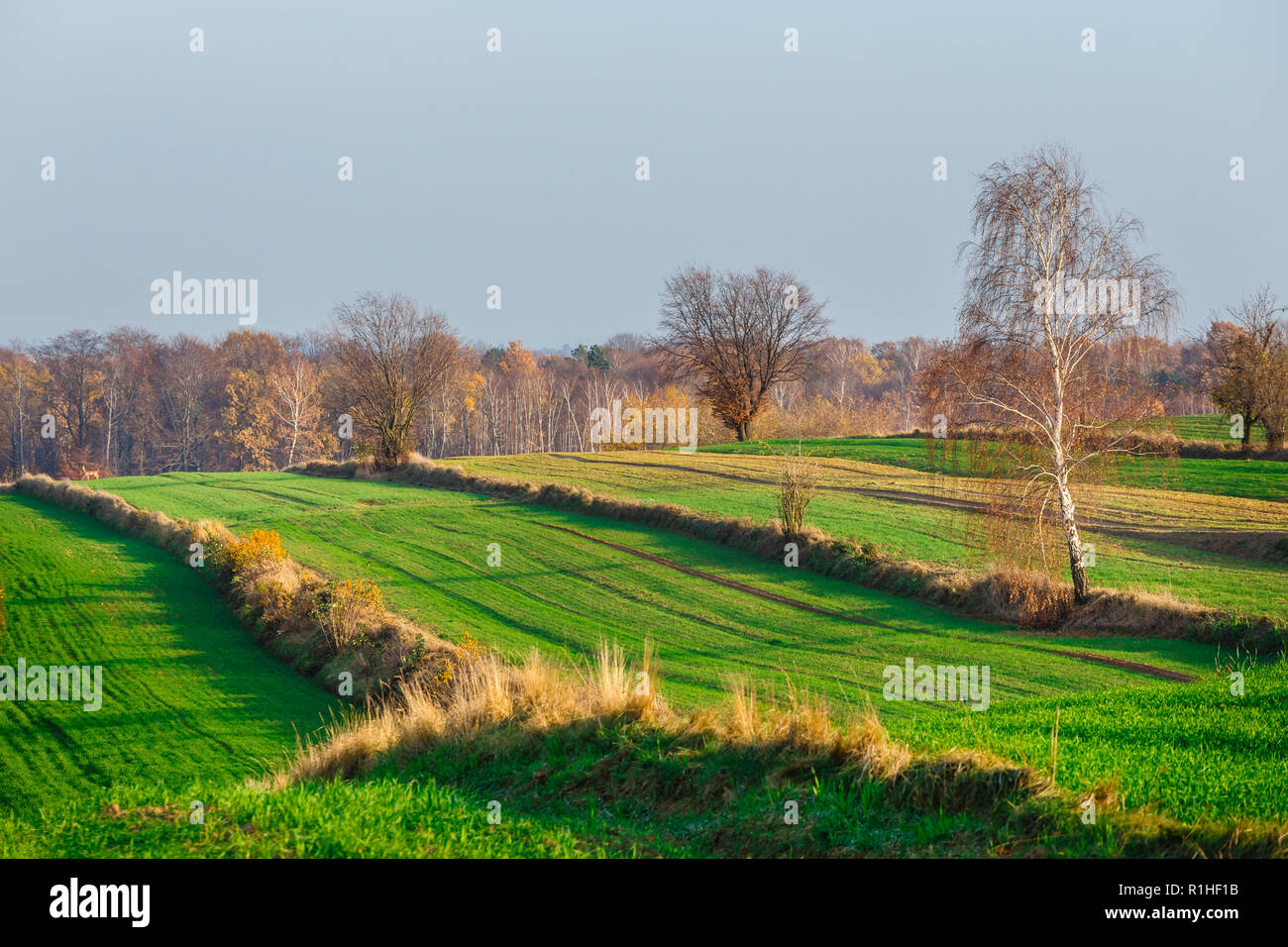 Summer fields in poland sunny hi-res stock photography and images - Alamy