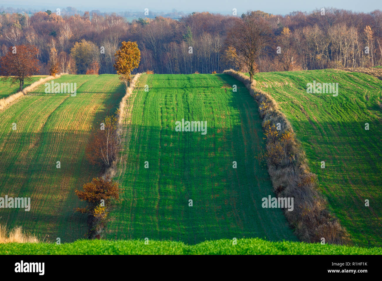 Summer fields in poland sunny hi-res stock photography and images - Alamy