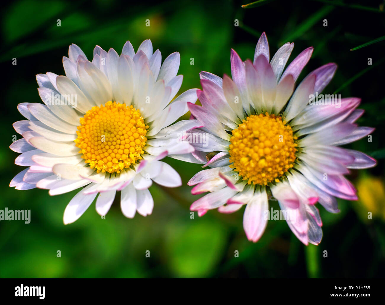 Two white daisies in love, on green background Stock Photo - Alamy