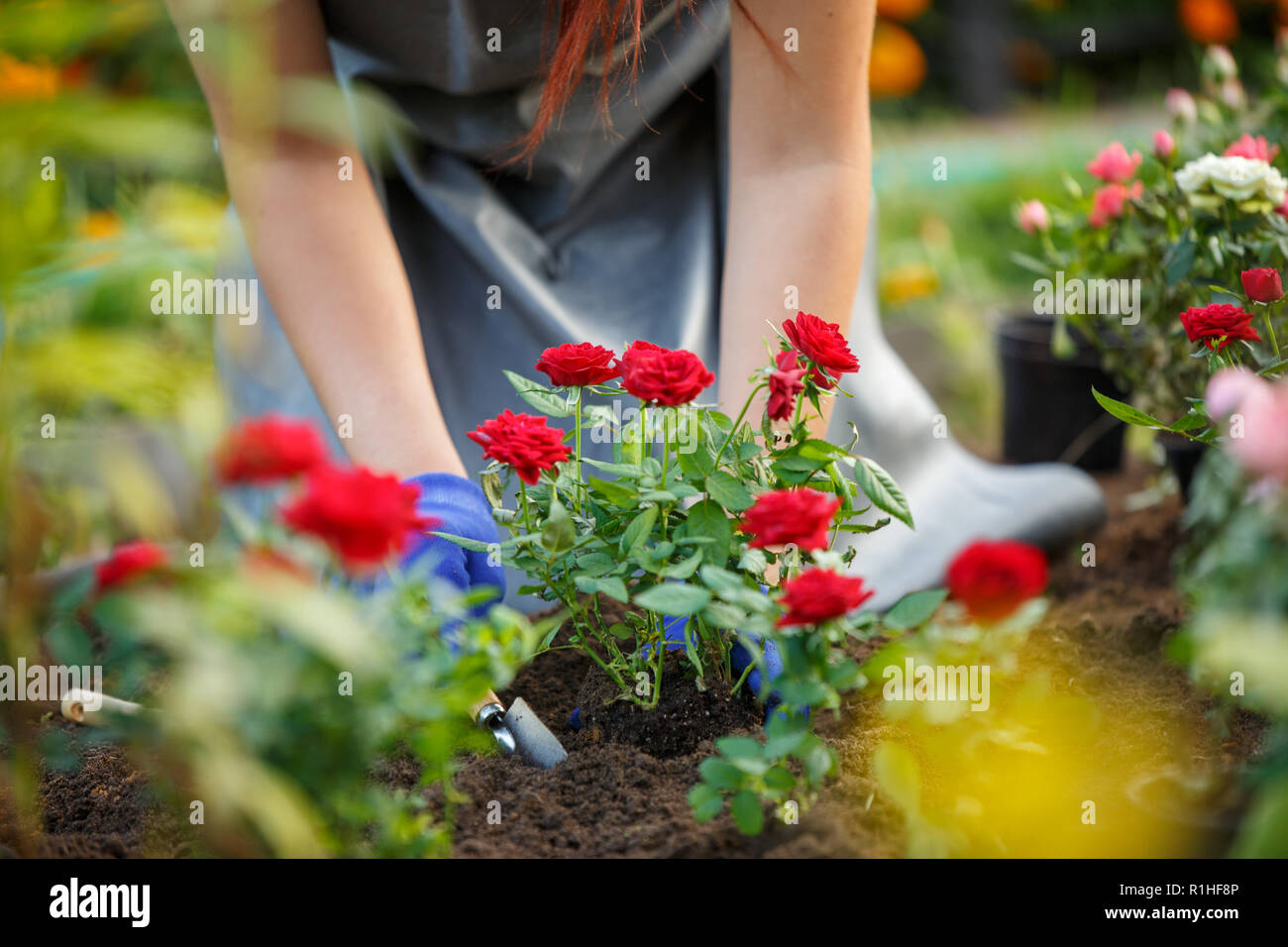 Image of agronomist planting red roses in garden on summer day Stock ...