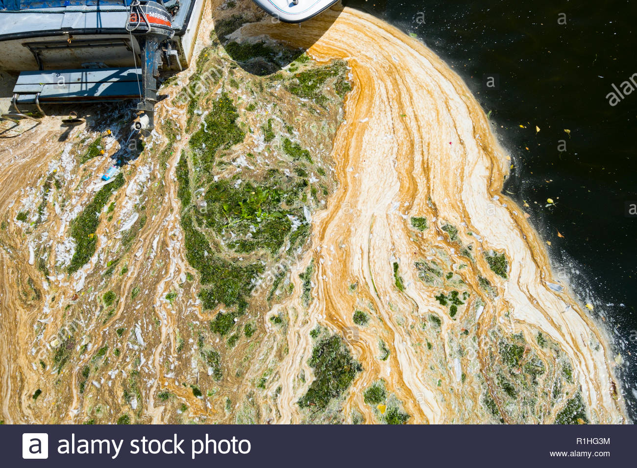 Scum Stock Photos & Scum Stock Images - Alamy