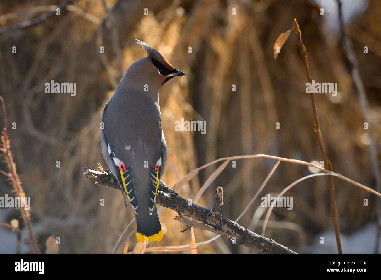 Migratoty hi-res stock photography and images - Alamy