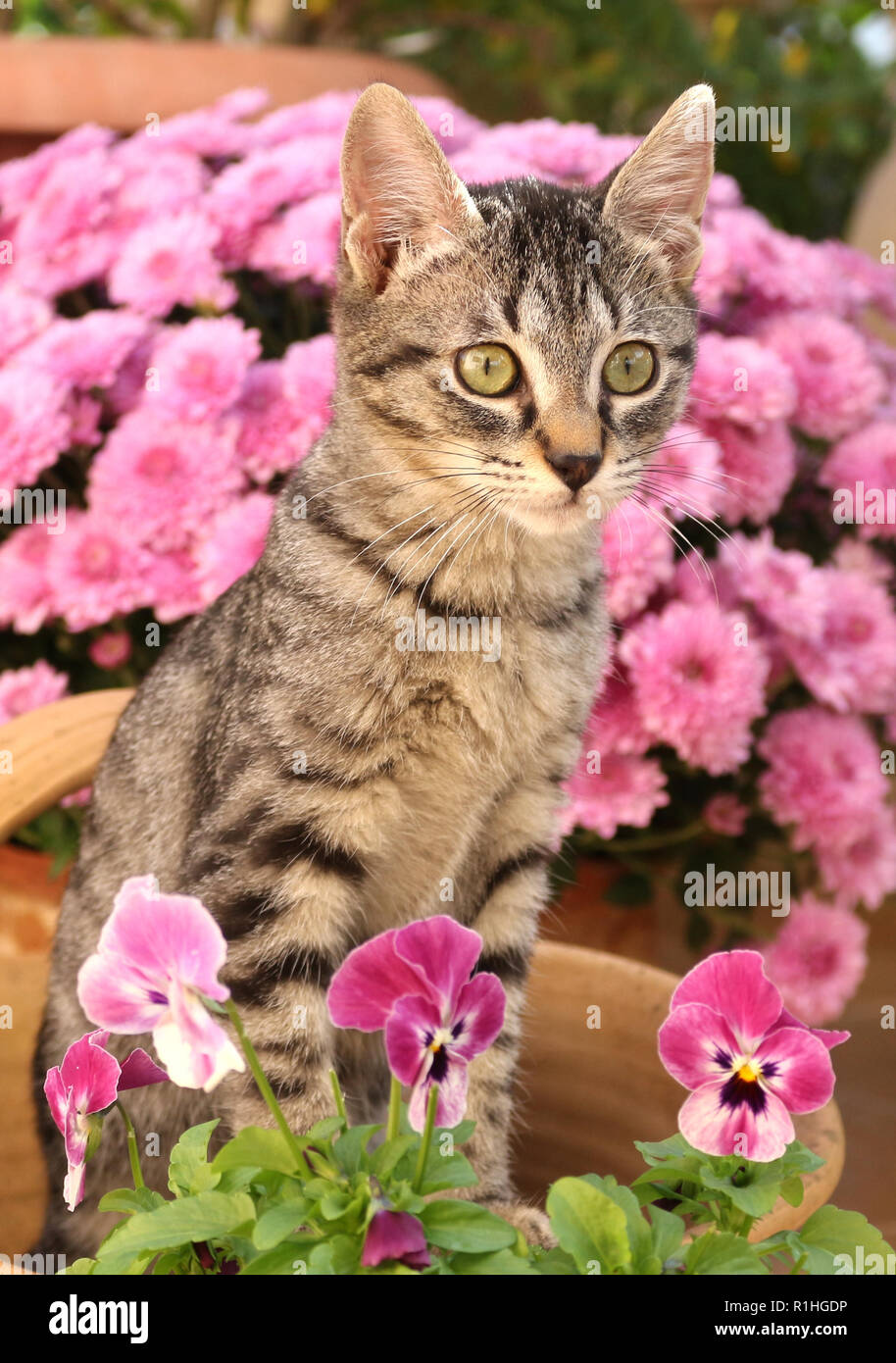 young cat, 3 month old, black tabby, sitting between flowers in the ...