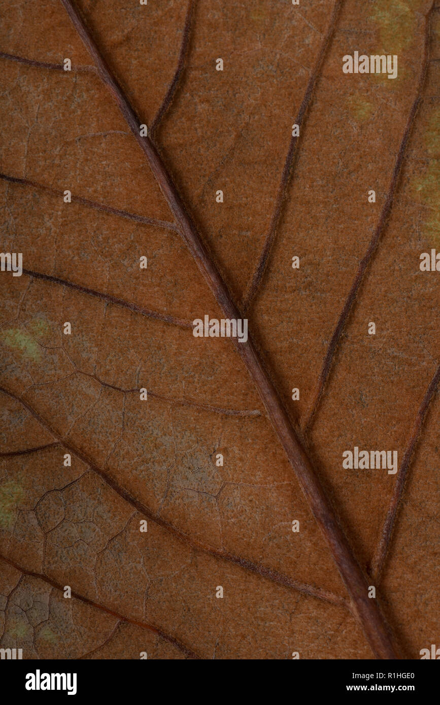Exotic rare Rhododendron species, leafs shed in autumn, showing fine ...
