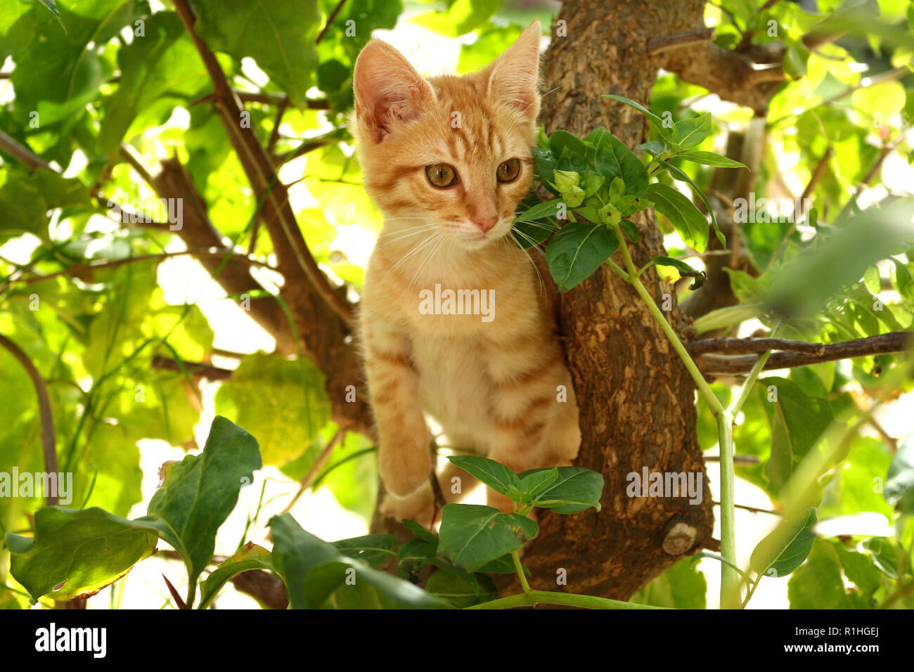 Ginger cat climbing tree hi-res stock photography and images - Alamy