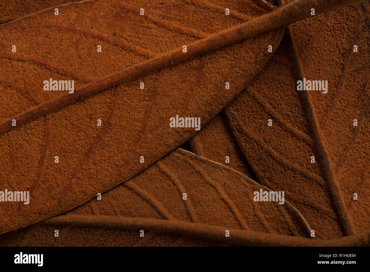 Exotic rare Rhododendron species, leafs shed in autumn, showing fine ...