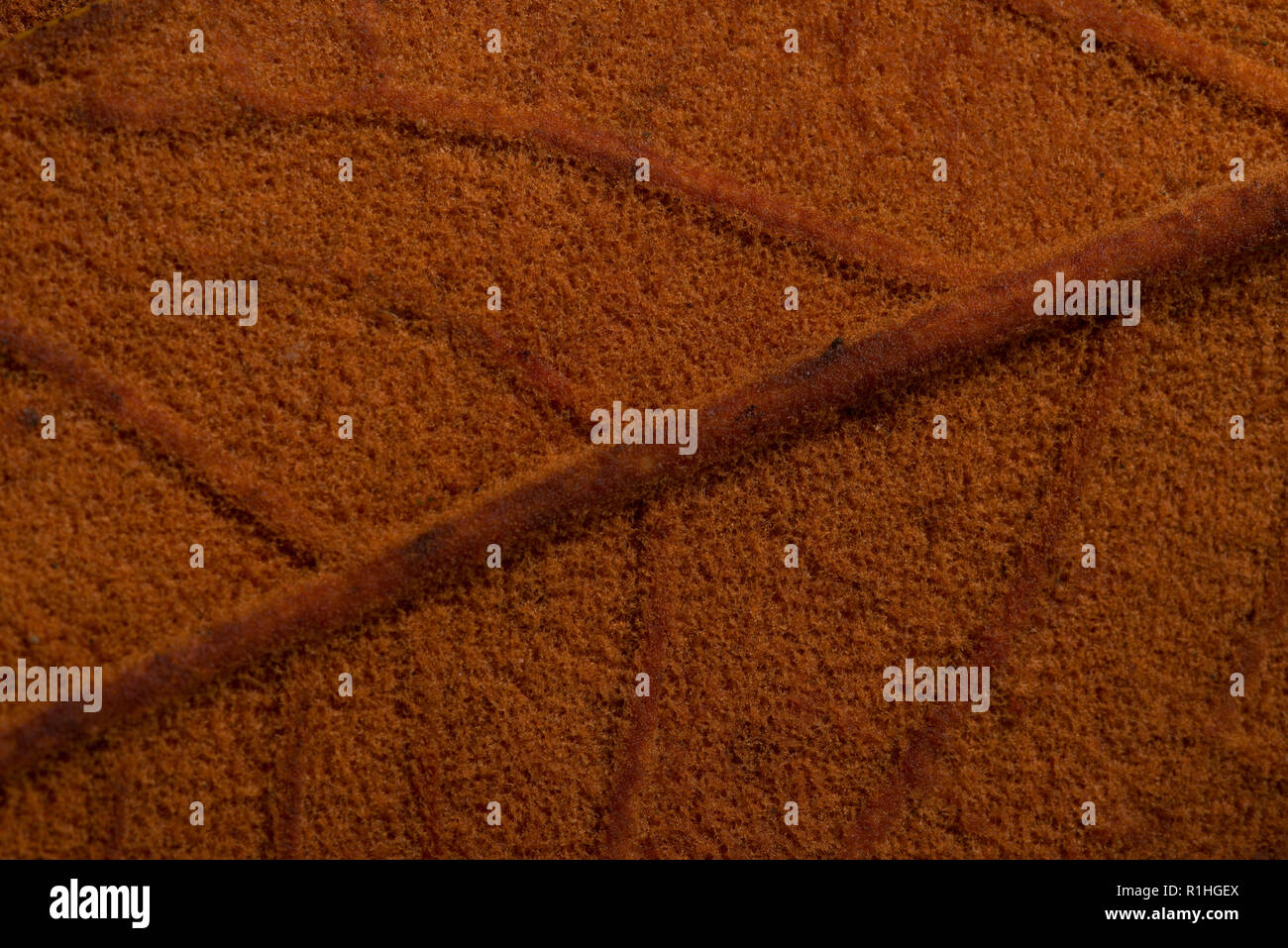 Indumentum hi-res stock photography and images - Alamy