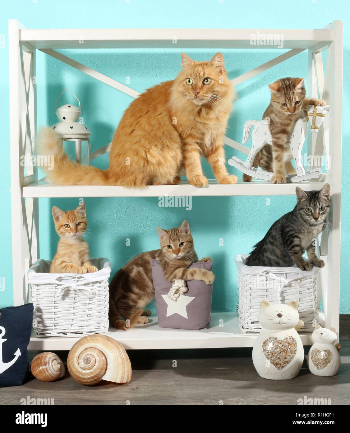 Playful adult cat hi-res stock photography and images - Alamy