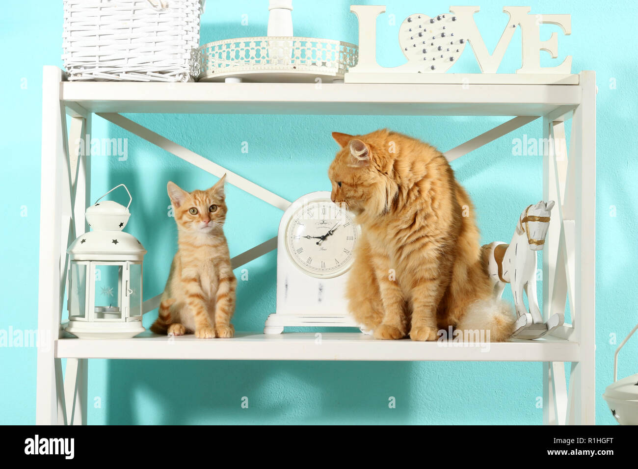 Regal cat hi-res stock photography and images - Alamy