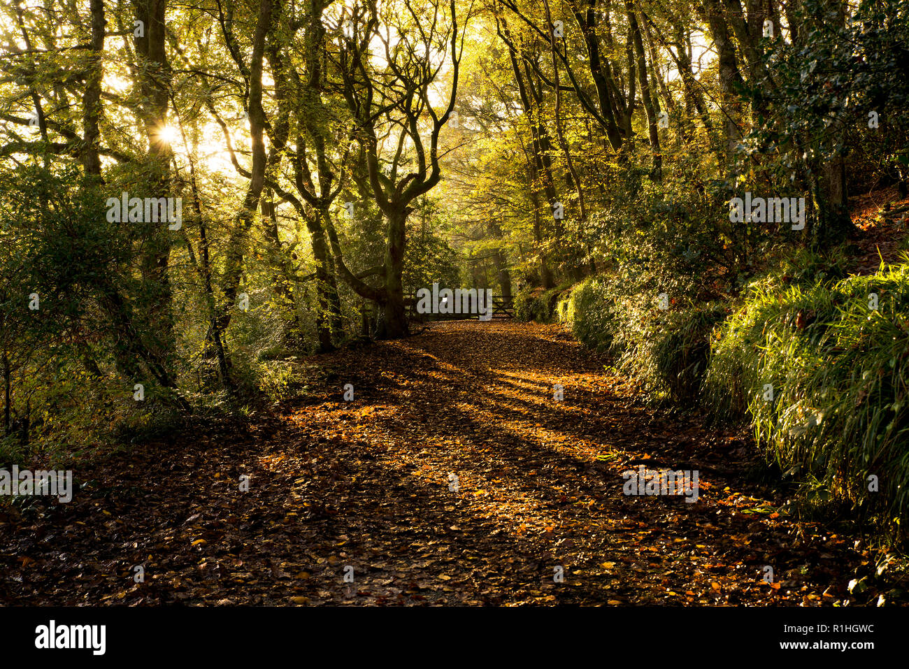 Autumn woodland at sunrise, Kilminorth woods, Looe, Cornwall, UK Stock ...