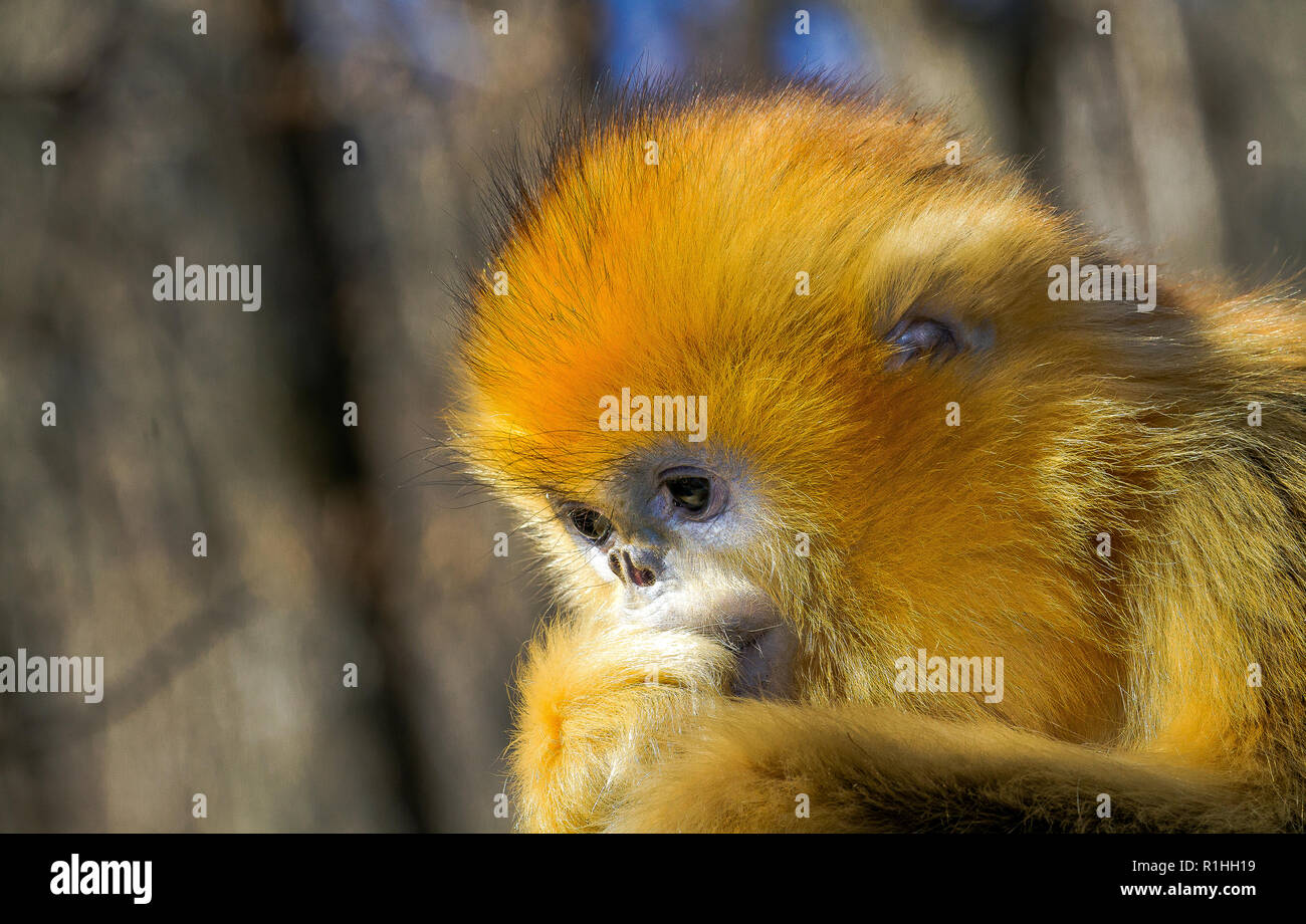 Young Snub-nosed Golden Monkey (Rhinopithecus roxellana). January in ...