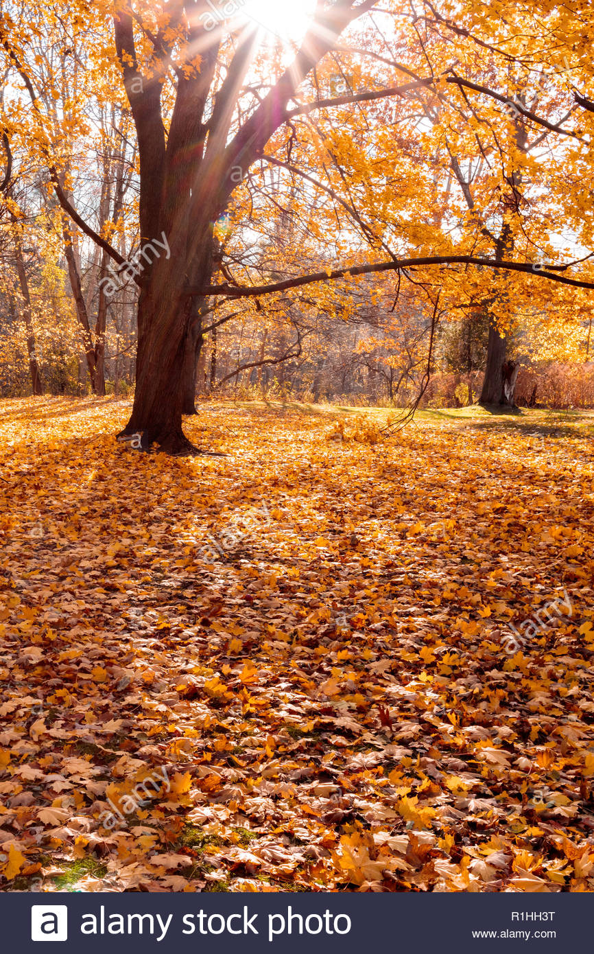 Autumn Leaves And Colours High Resolution Stock Photography and Images ...