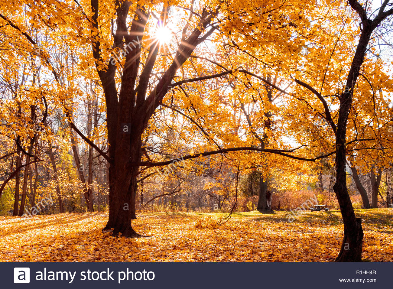 Colonel High Resolution Stock Photography and Images - Alamy