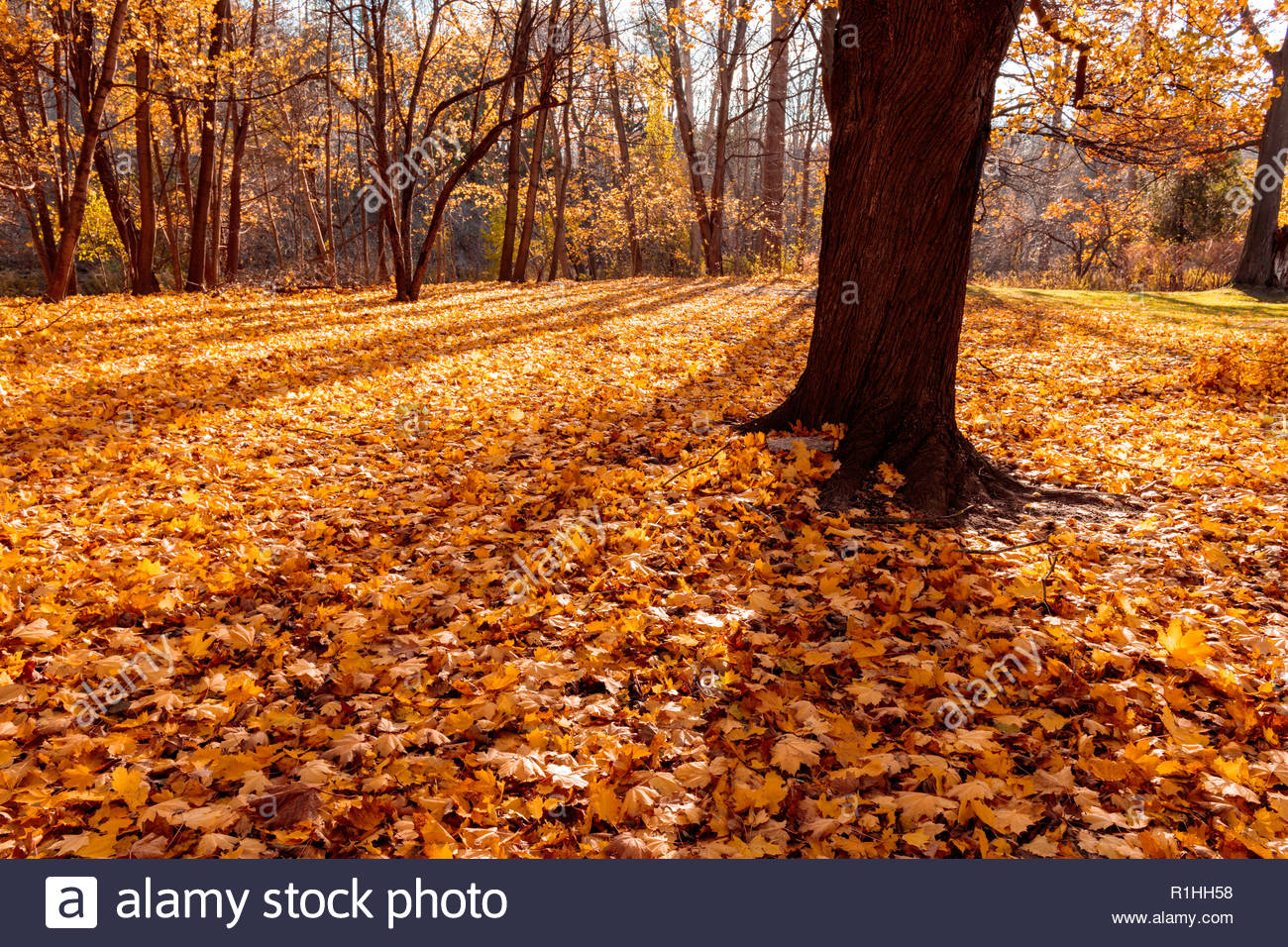 Autumn Leaves And Colours High Resolution Stock Photography and Images ...