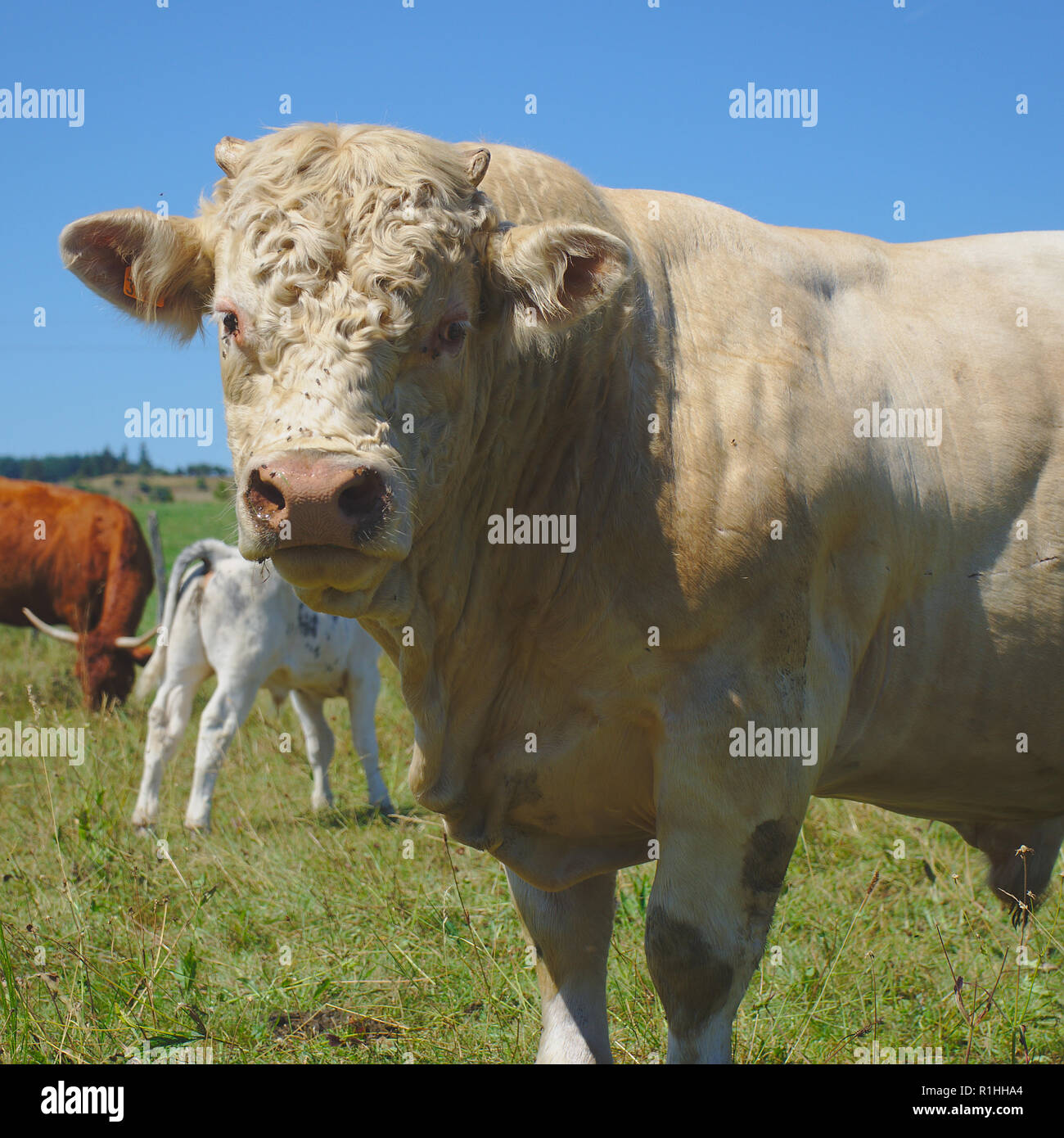 Cattle keeper hi-res stock photography and images - Alamy