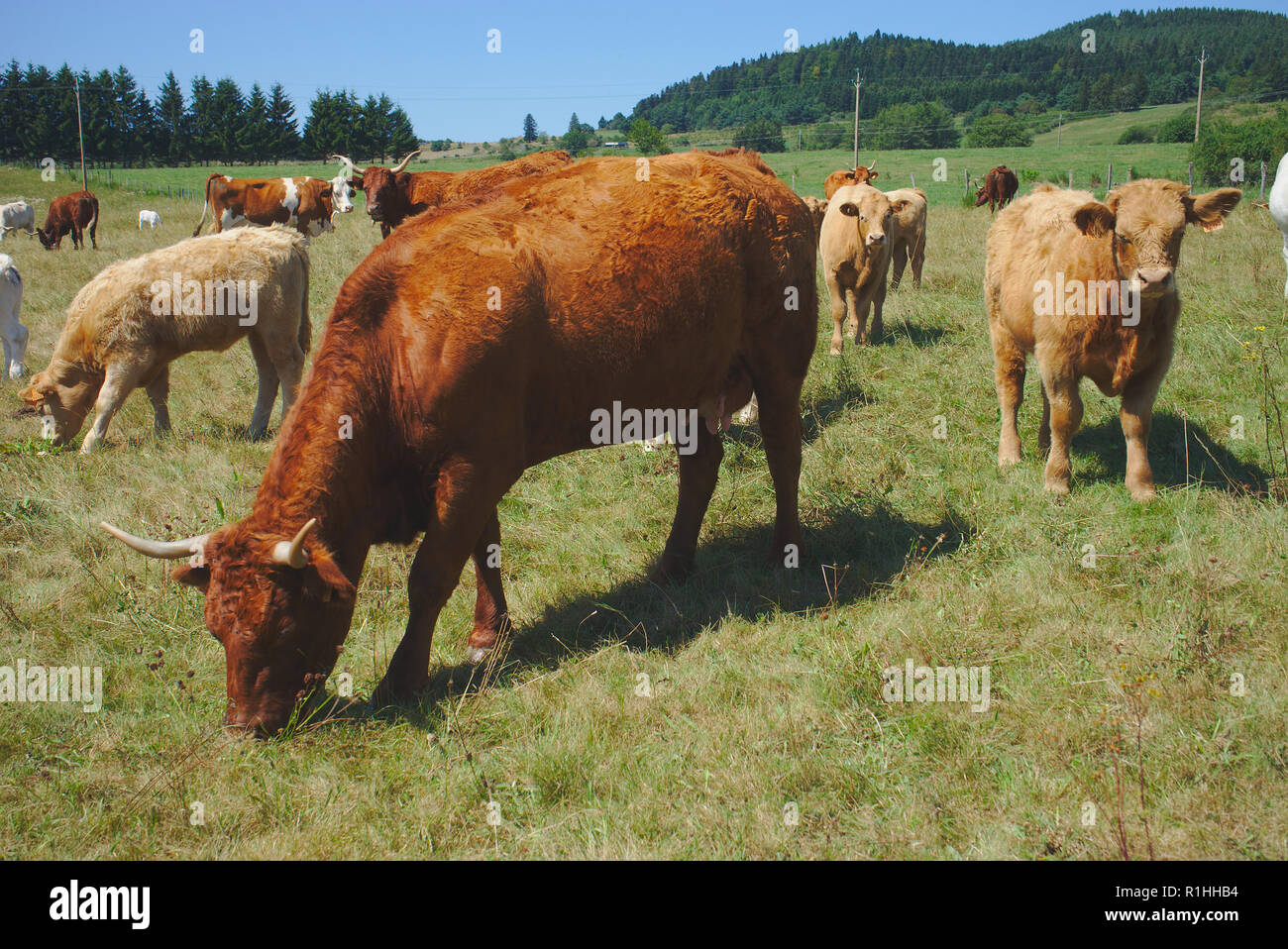 Salers breed of cow hi-res stock photography and images - Alamy