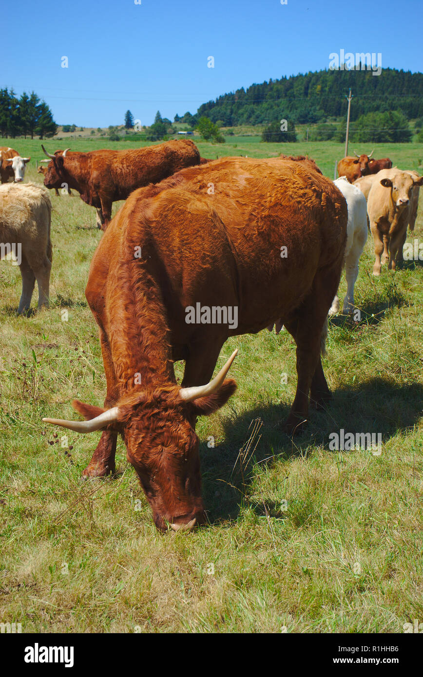 Salers breed of cow hi-res stock photography and images - Alamy