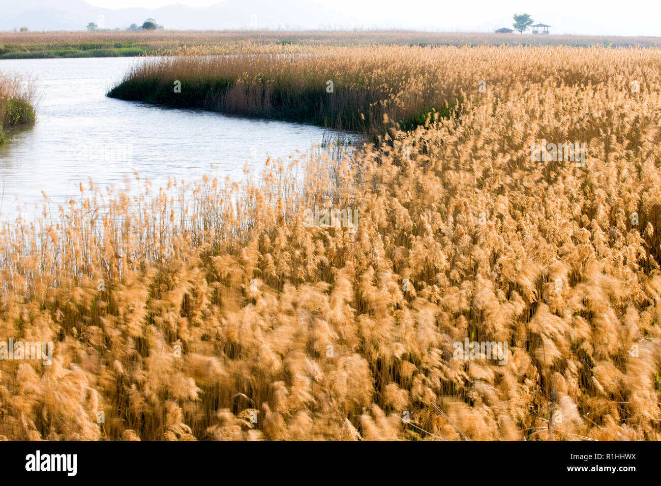 Suncheon bay national garden hi-res stock photography and images - Alamy