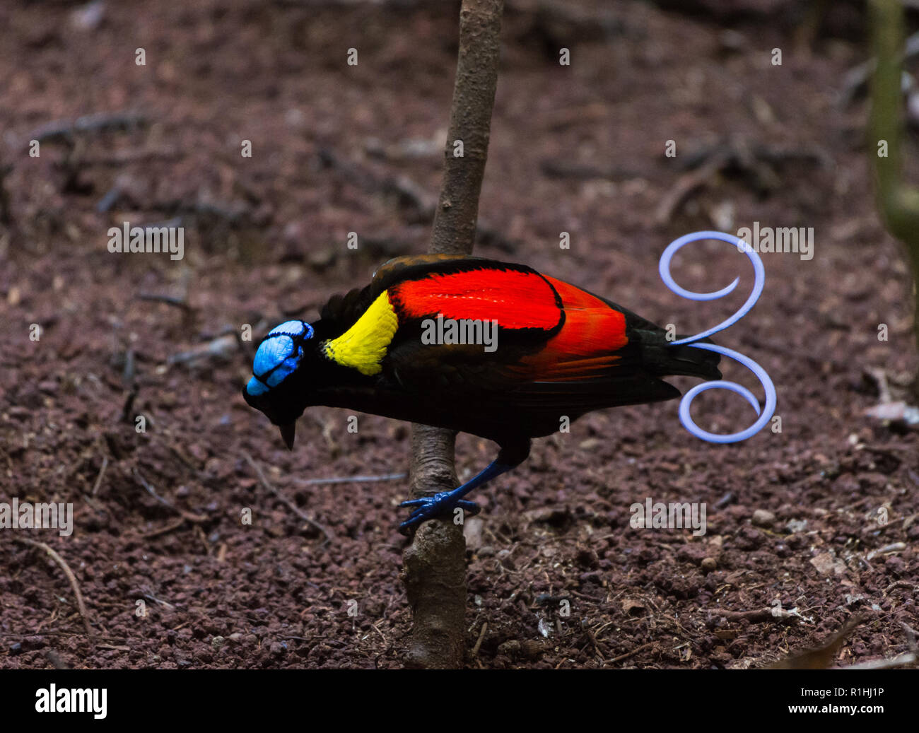 Wilson's bird of paradise hi-res stock photography and images - Alamy